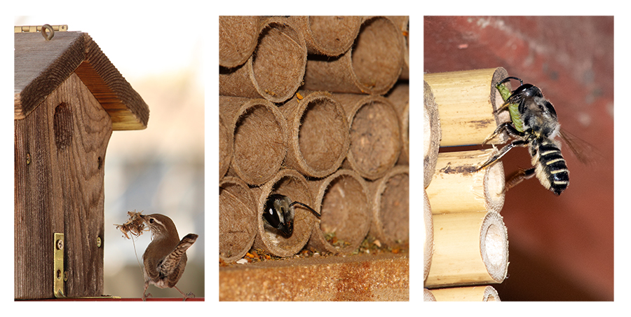 Create Wildlife Habitat | AustinTexas.gov